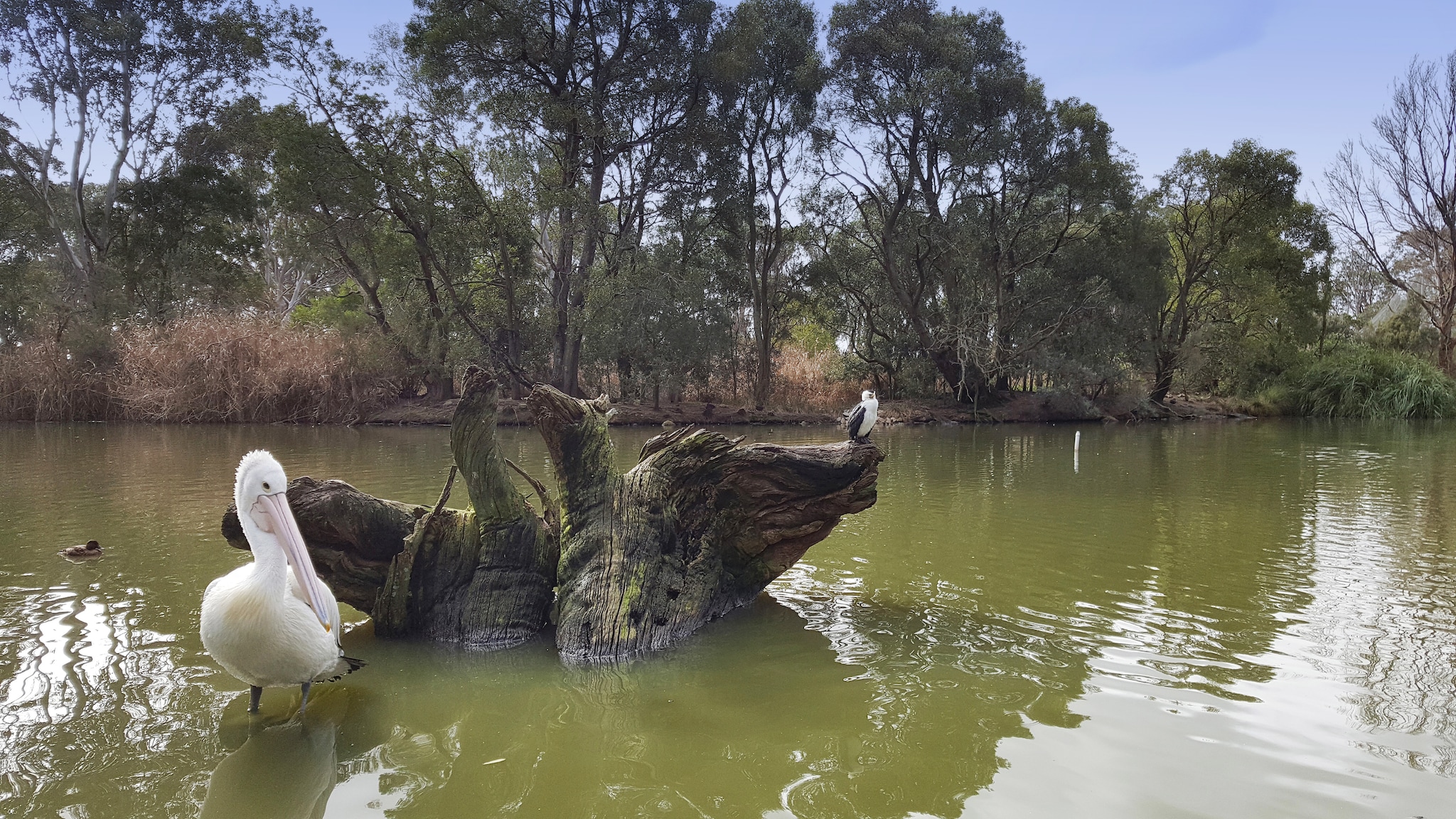 adelaide-cleland-wildlife-park
