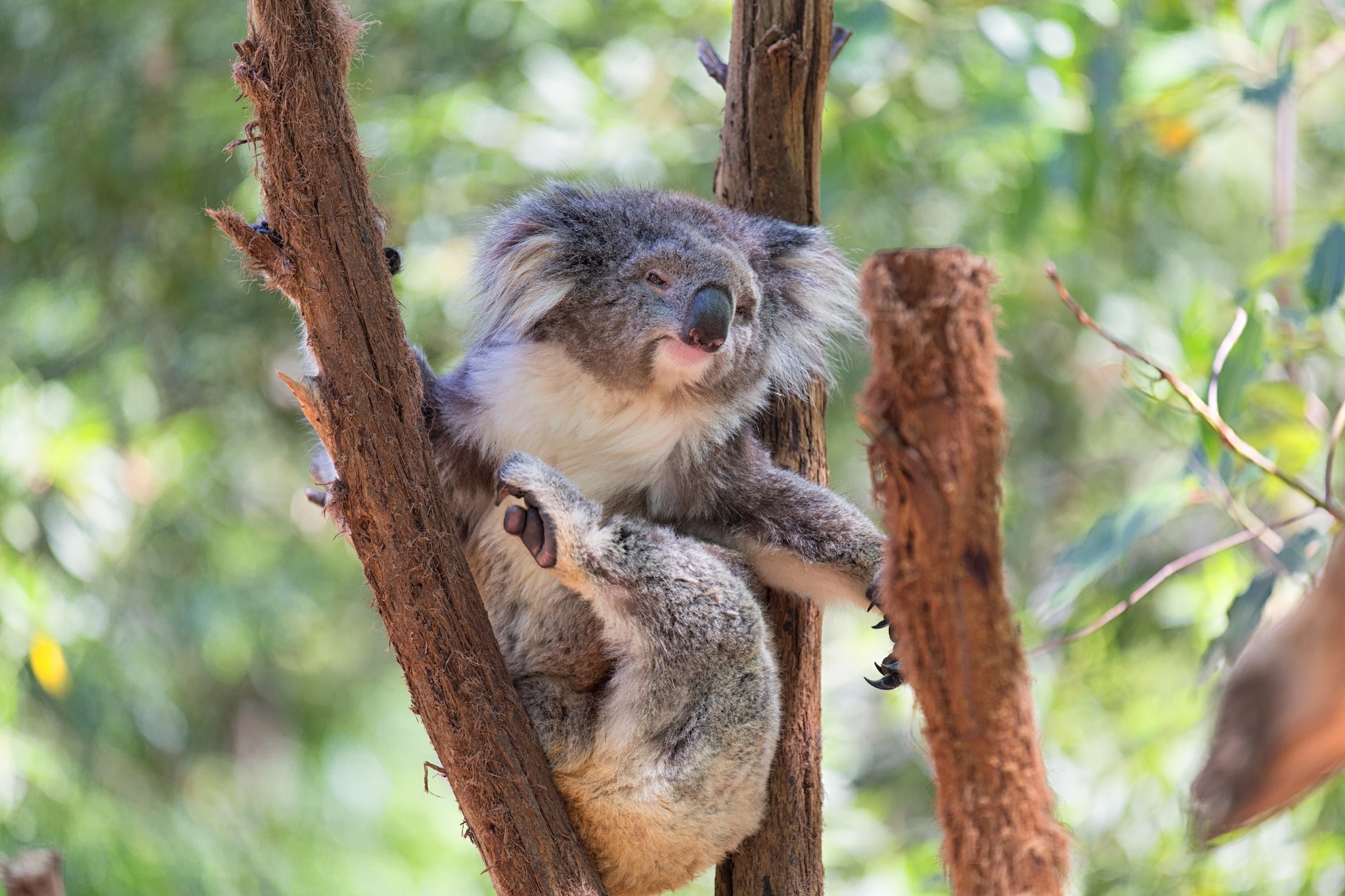 brisbane-sights-koala-sanctuary