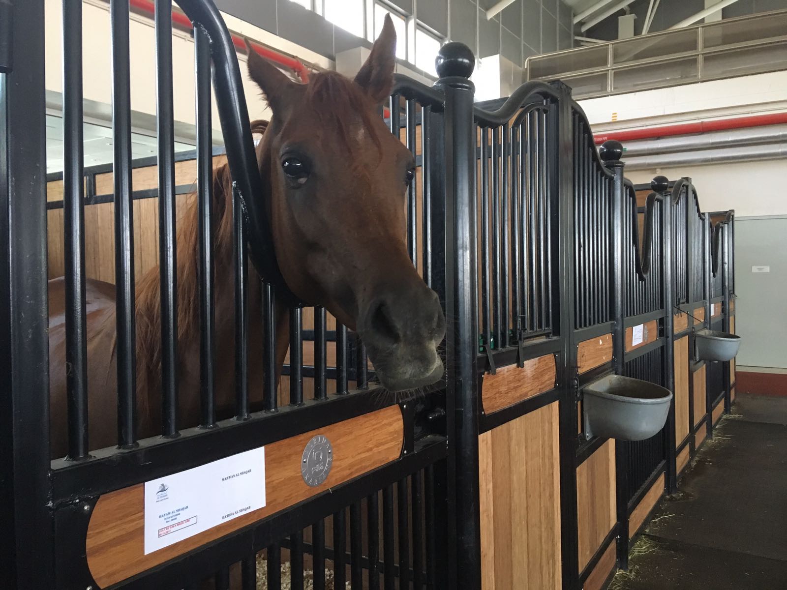 al-shaqab-equestrian-centre