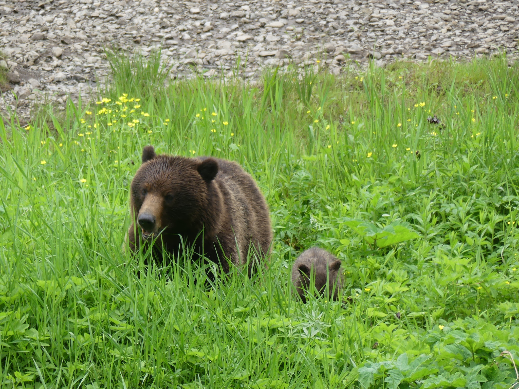 remote-wildlife-brown-bear-search