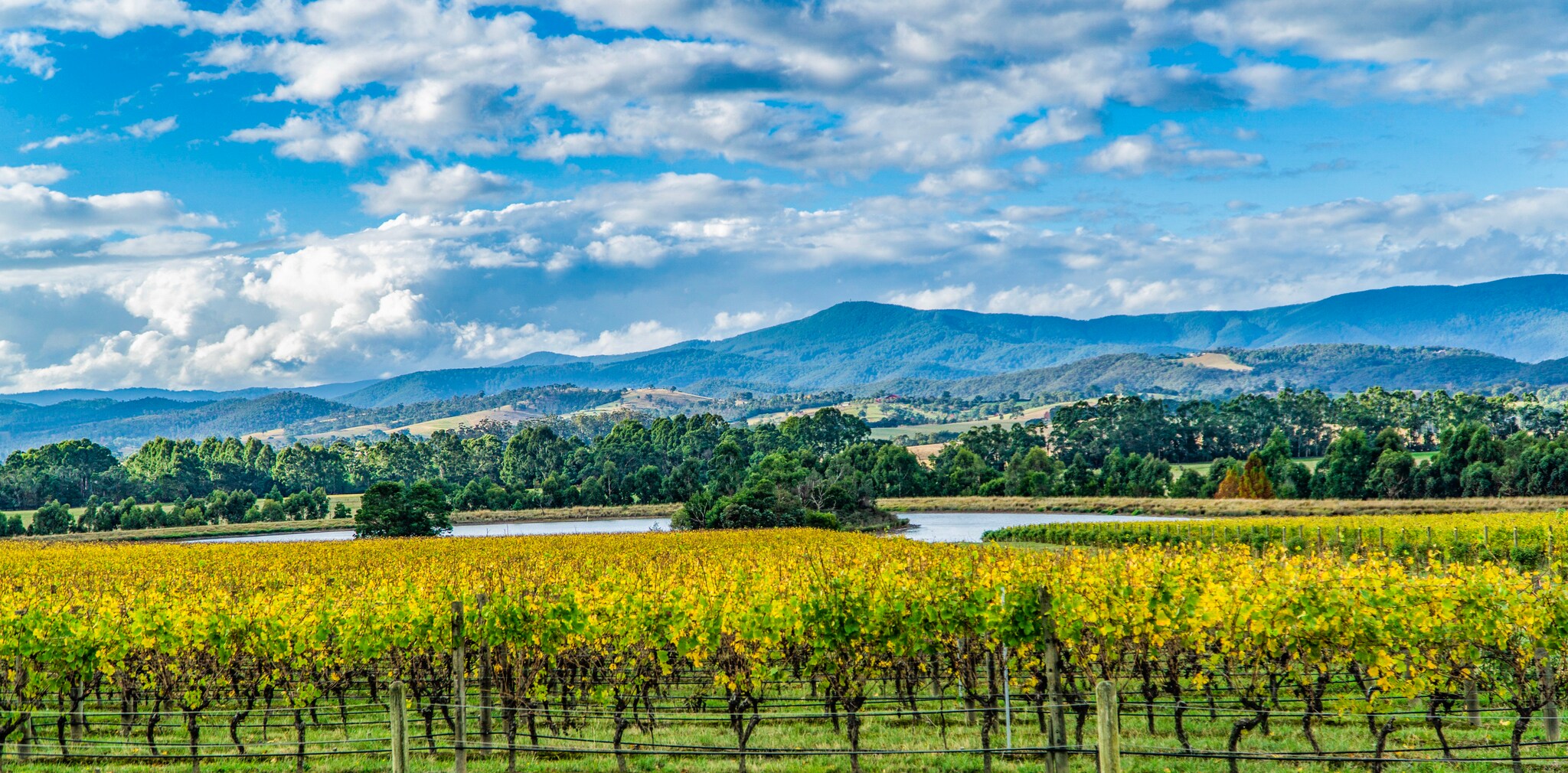 culinary-tour-of-the-yarra-valley