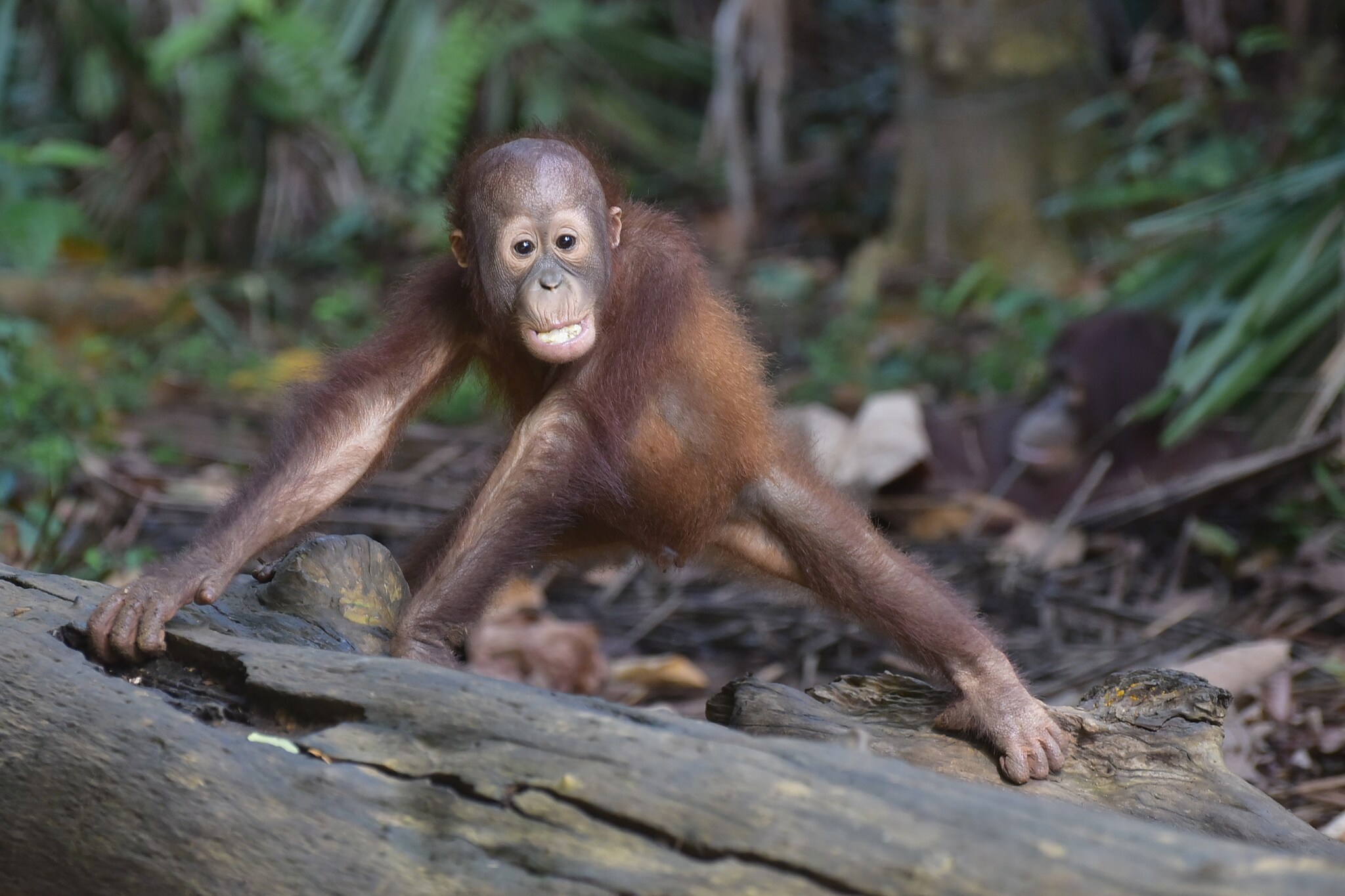 orangutan-sanctuary